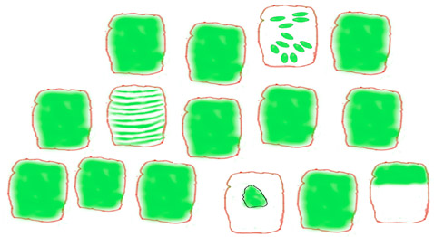 Carnegie Cell Imaging